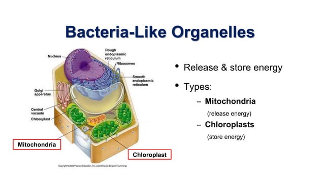 Cell Structure and Function | PPTX
