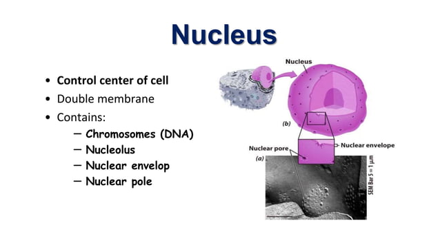 Cell Structure and Function | PPTX