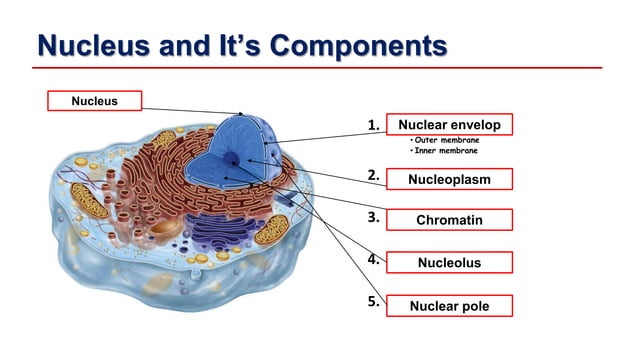 Cell Structure and Function | PPTX
