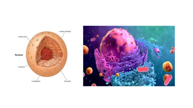 Cell Structure and Function | PPTX
