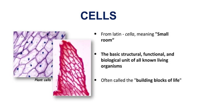 Cell Structure and Function | PPTX