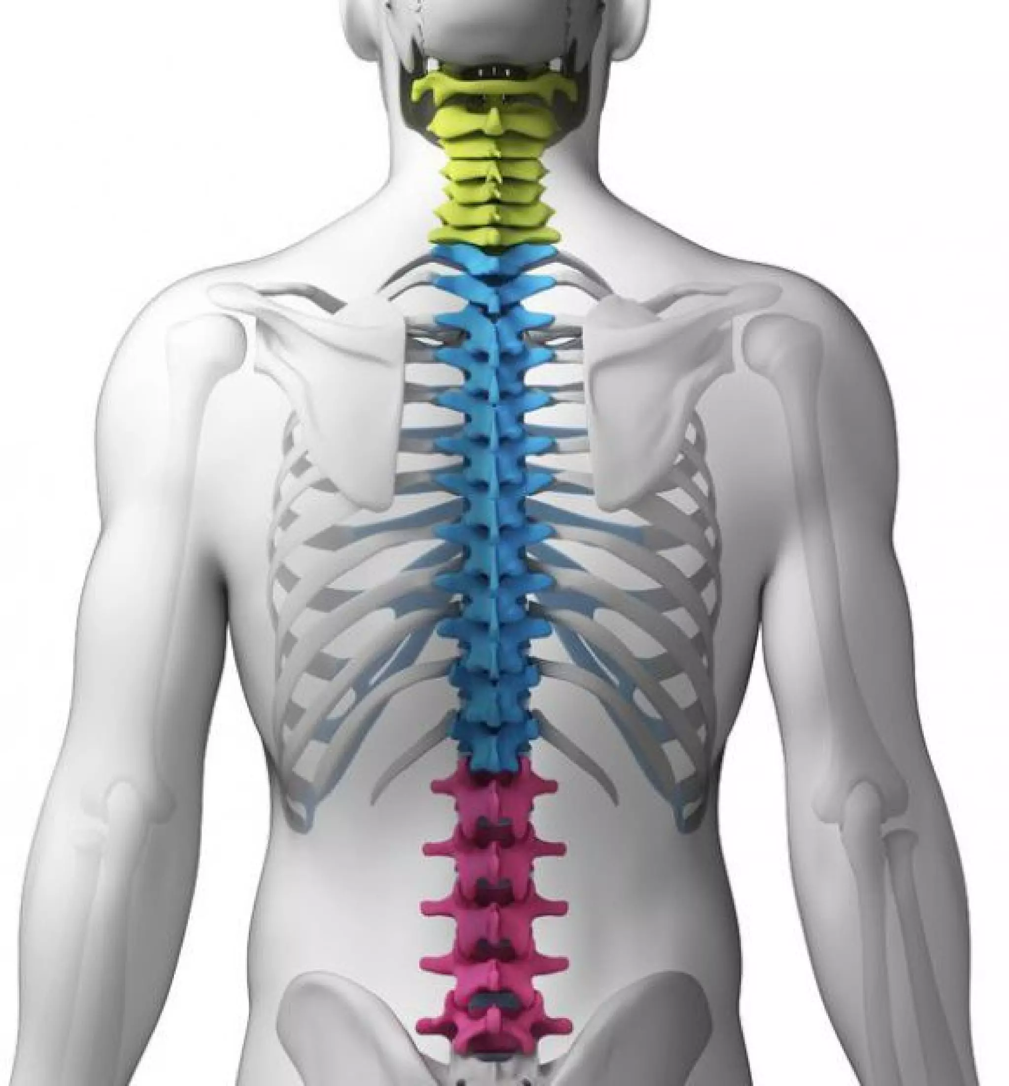 Spinal Fractures: The Three-Column Concept | PDF | Death, Injury, or ...