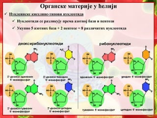 2. Оrganske materije u celiji | PPT