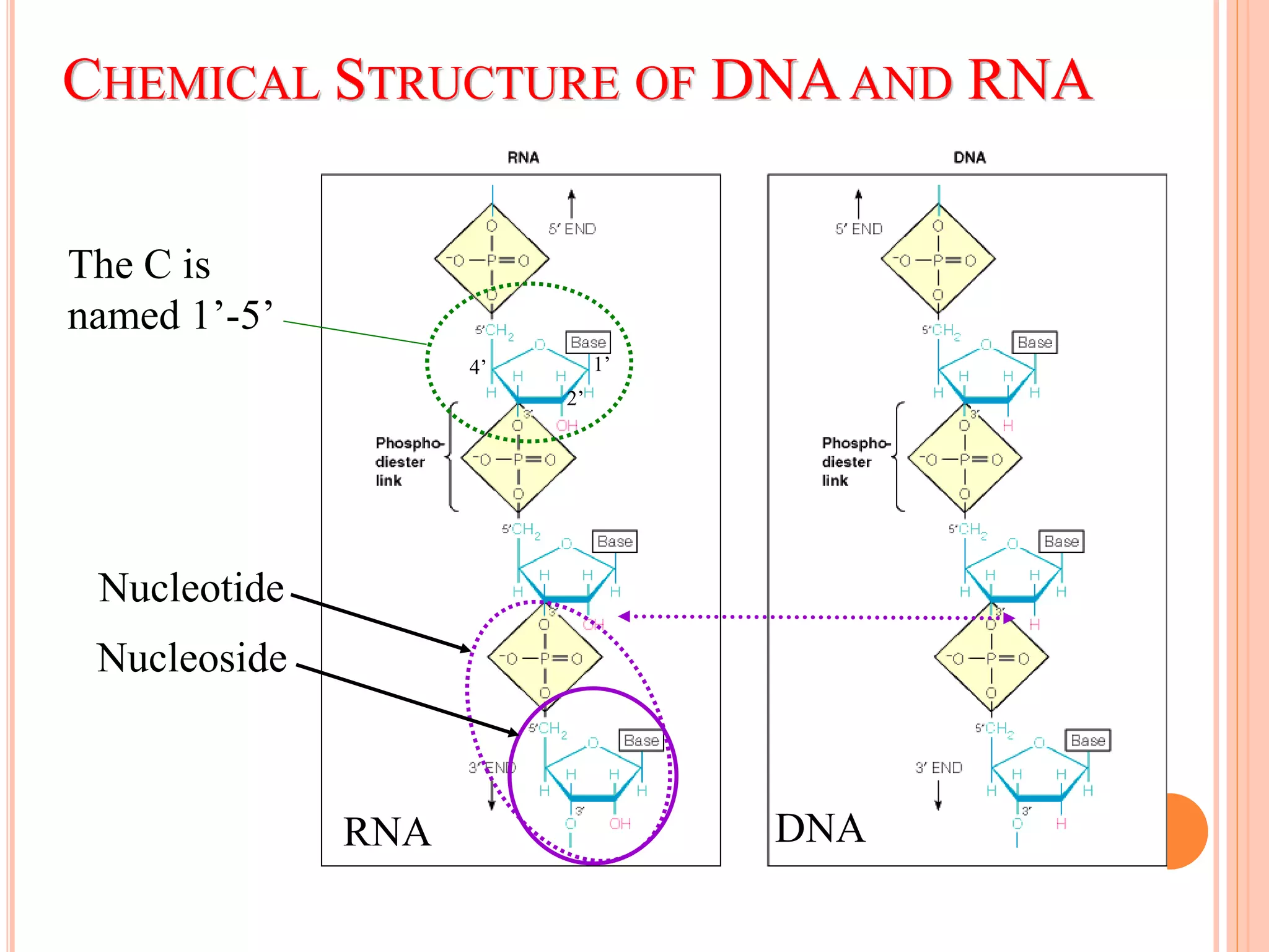 DNA strcture and function | PPTX