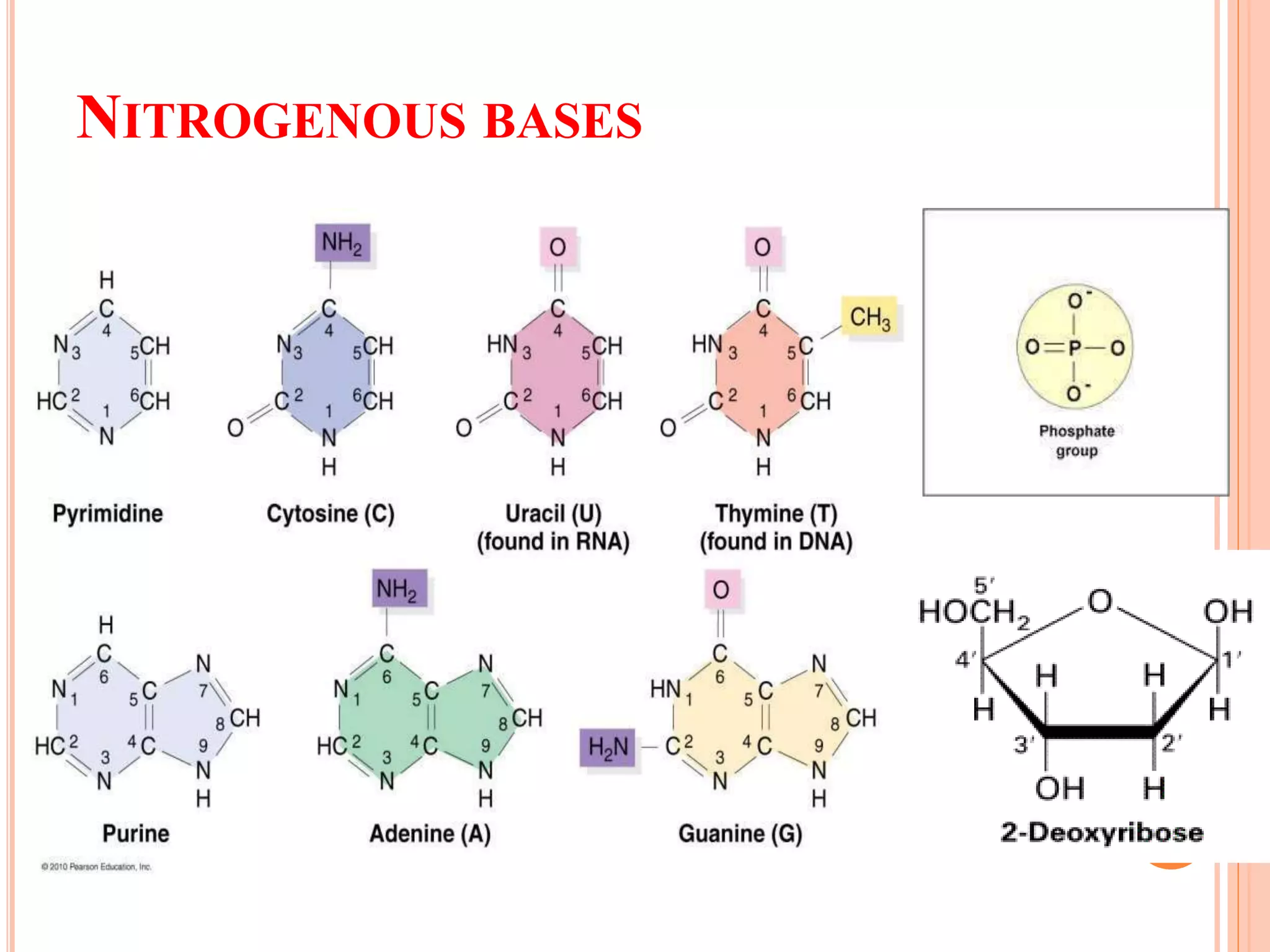 DNA strcture and function | PPTX