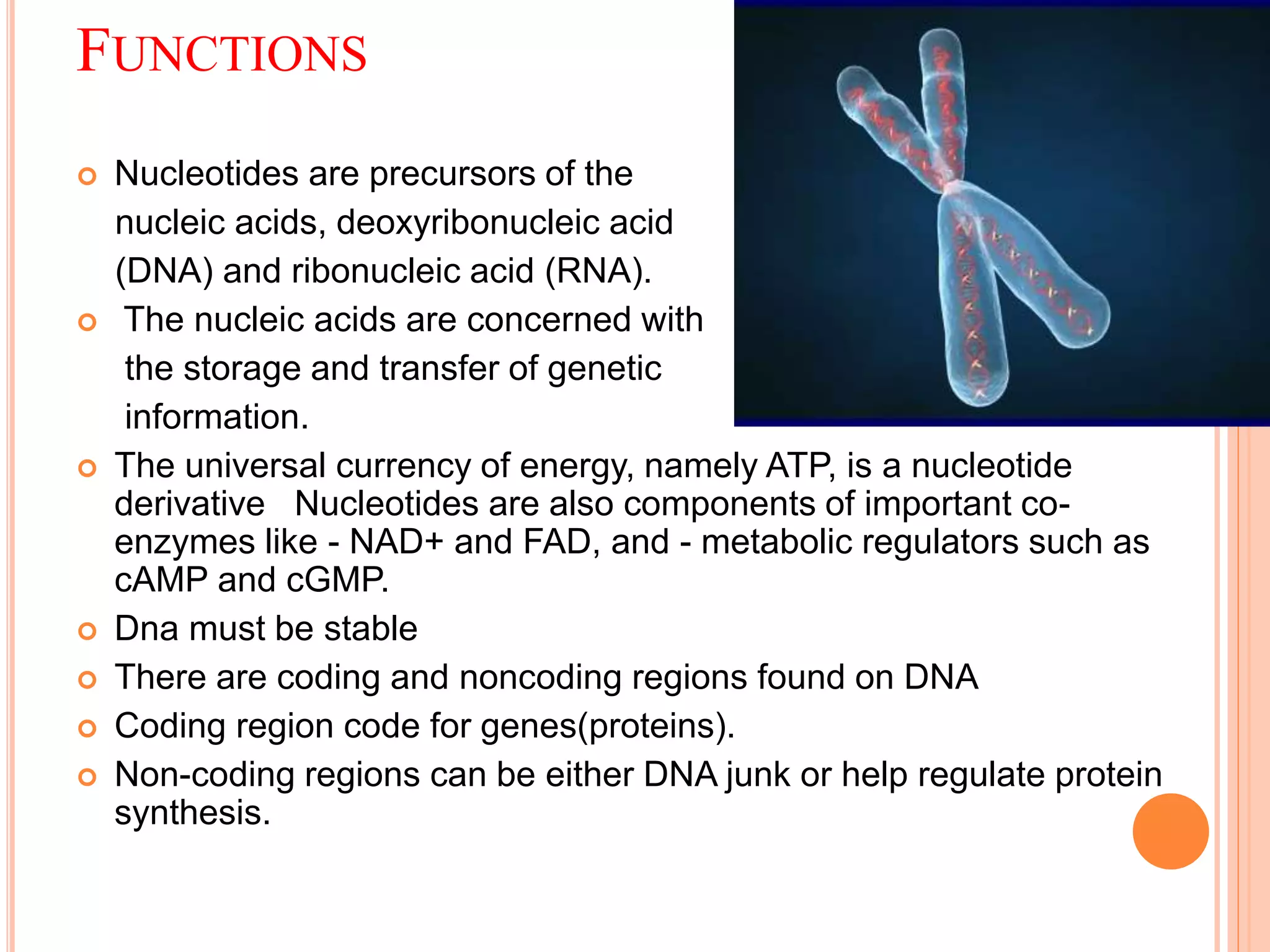 DNA strcture and function | PPTX