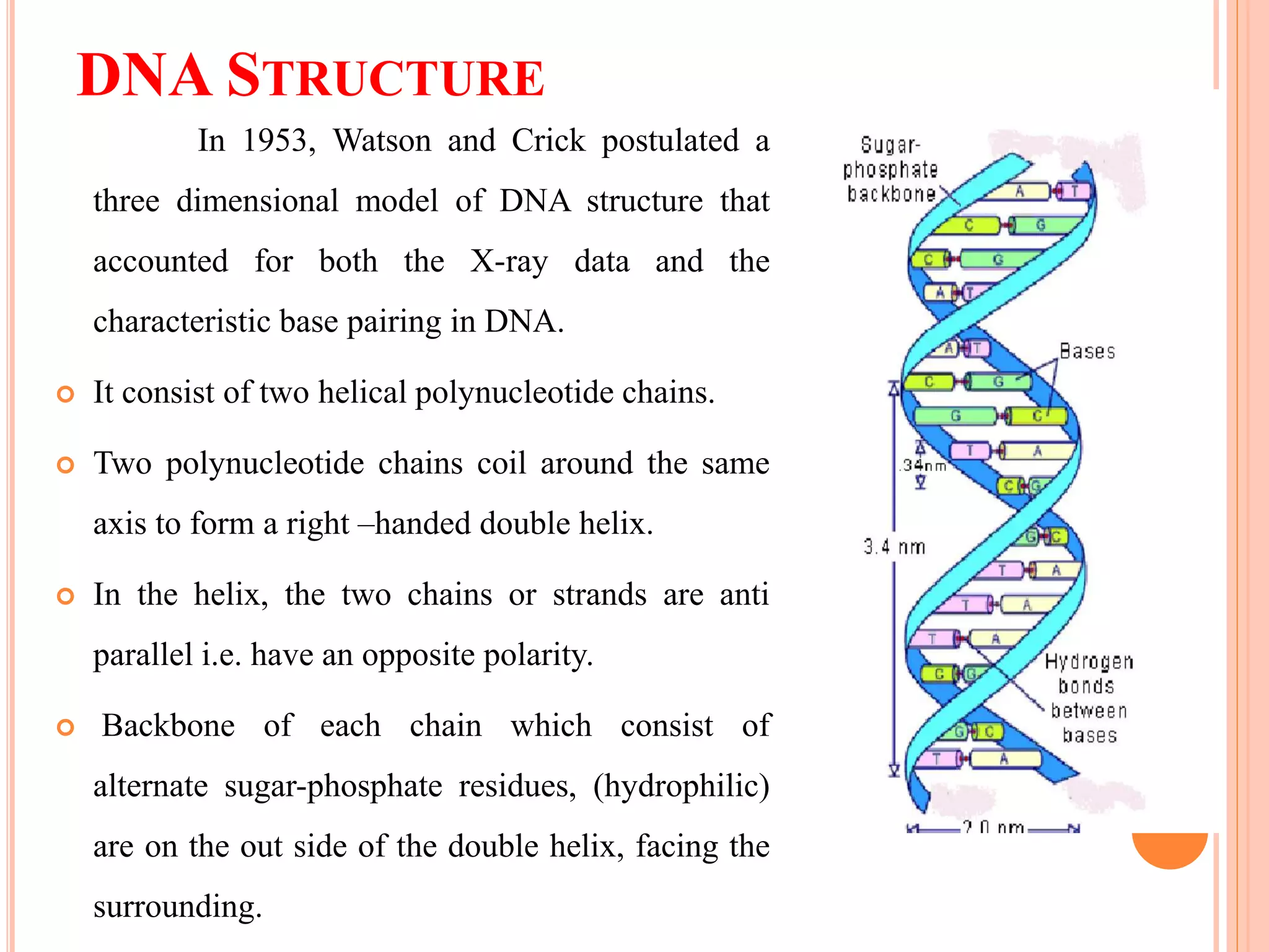 DNA strcture and function | PPTX