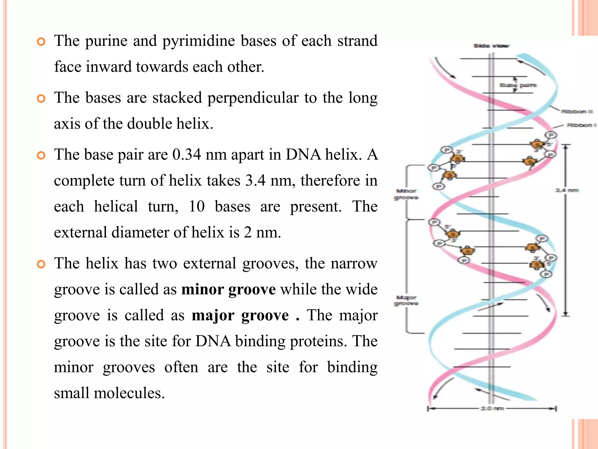 DNA strcture and function | PPTX