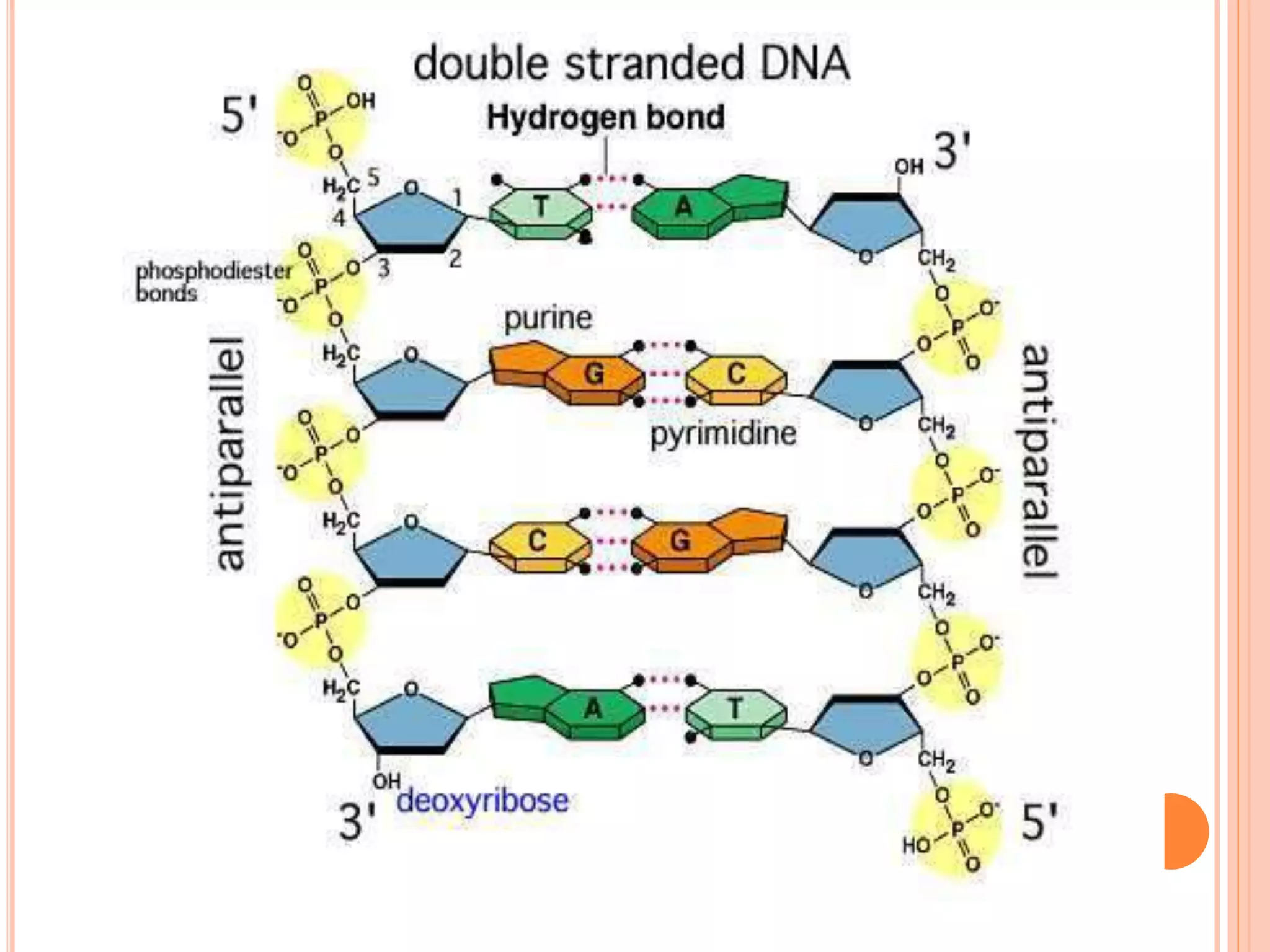 DNA strcture and function | PPTX