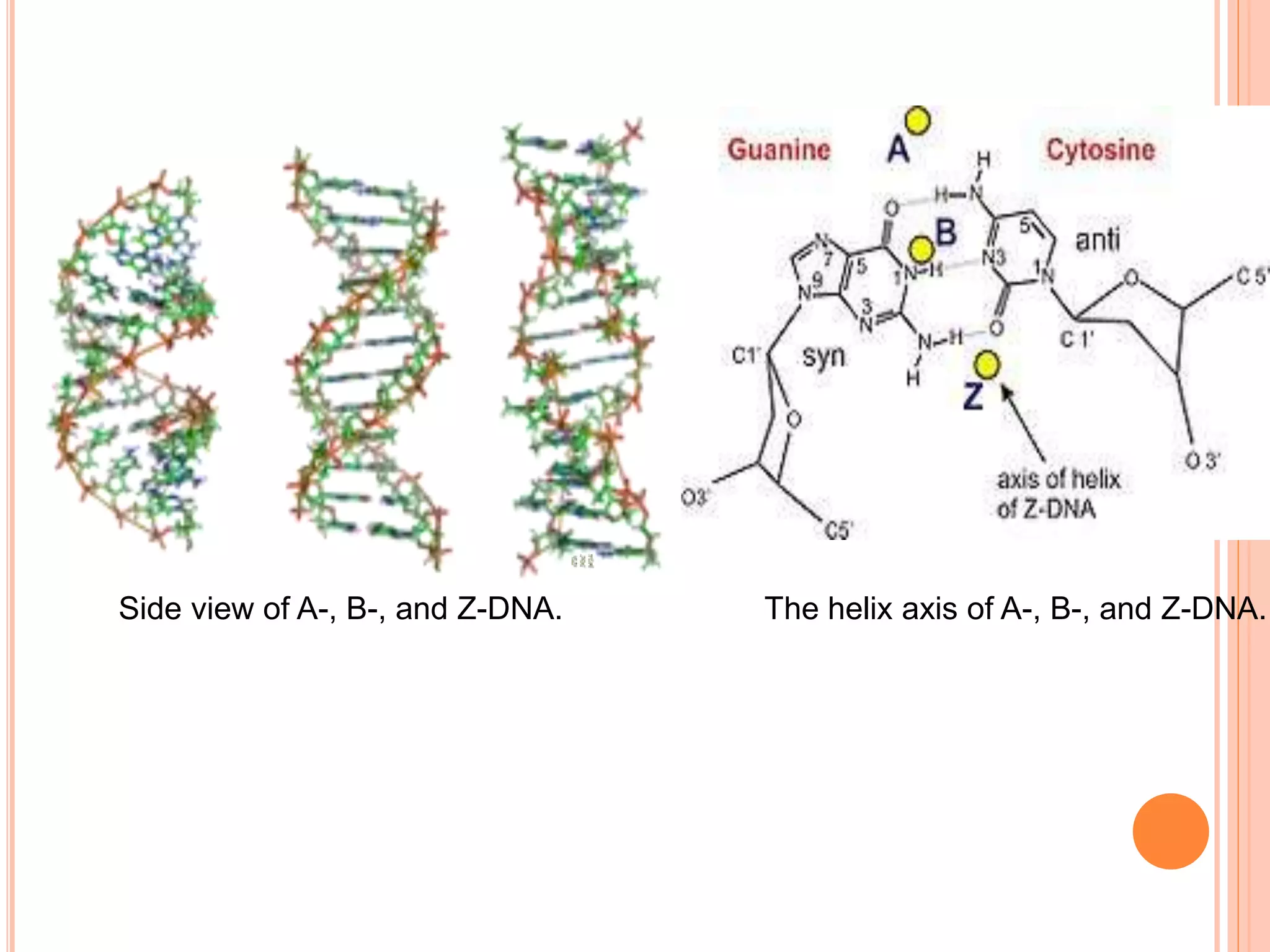 DNA strcture and function | PPTX