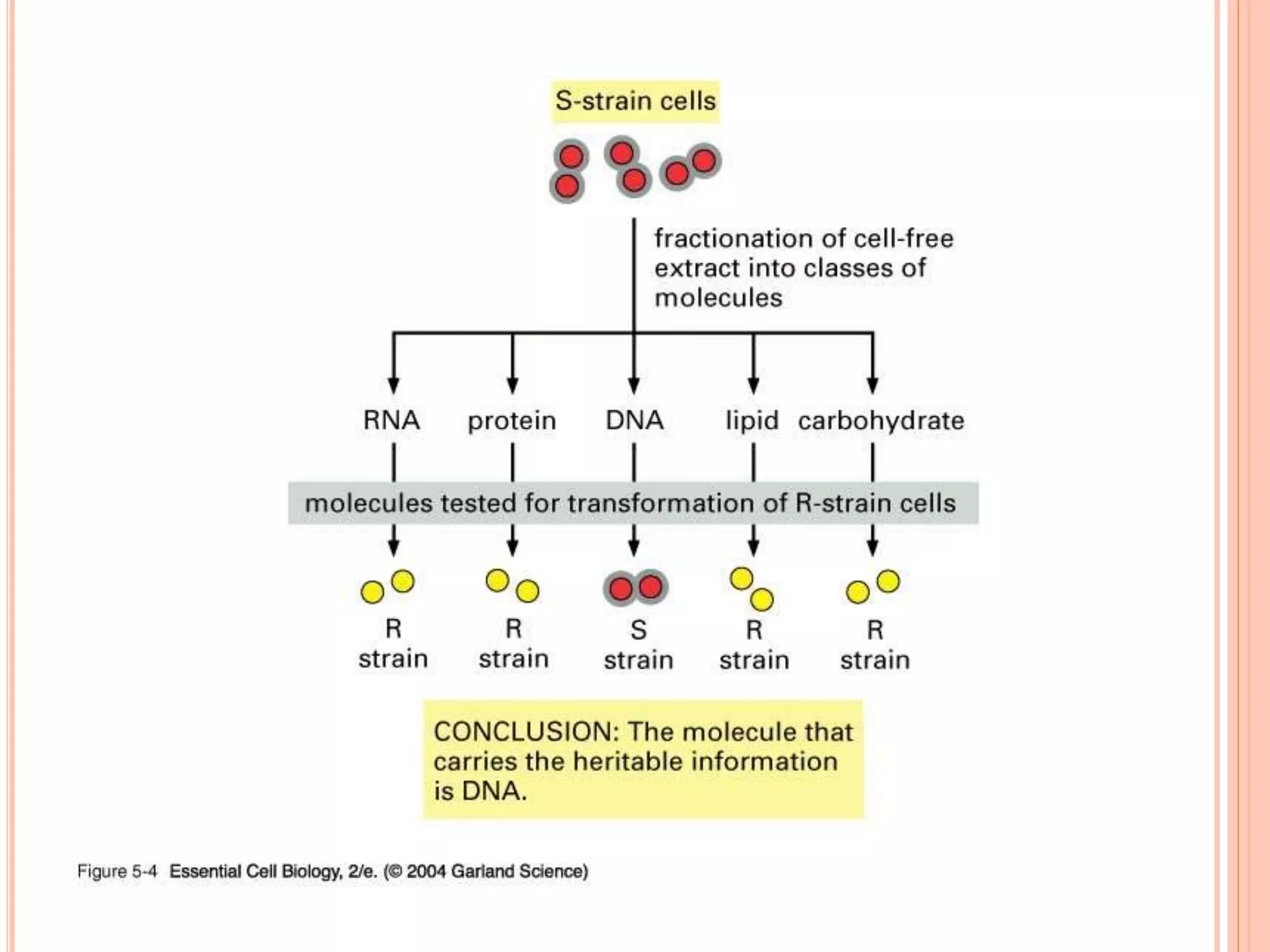 DNA strcture and function | PPTX