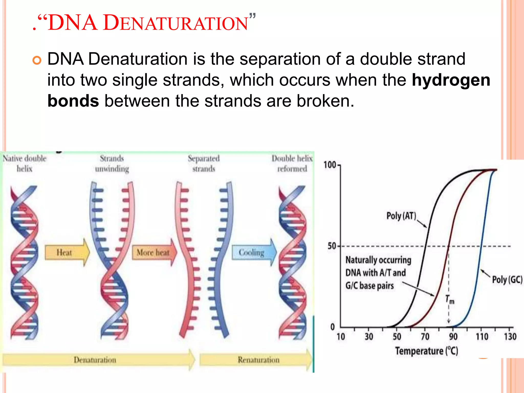 DNA strcture and function | PPTX