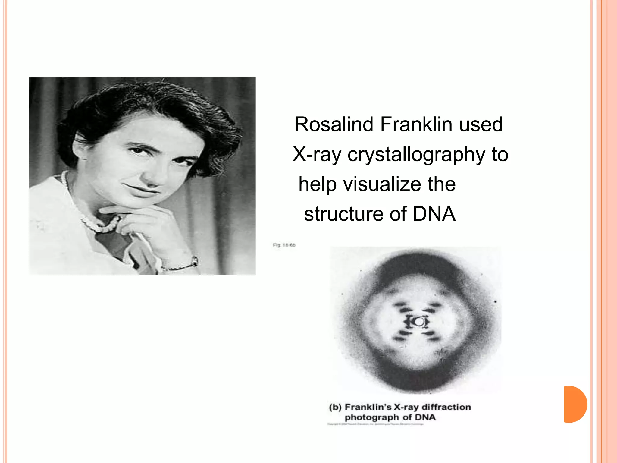DNA strcture and function | PPTX