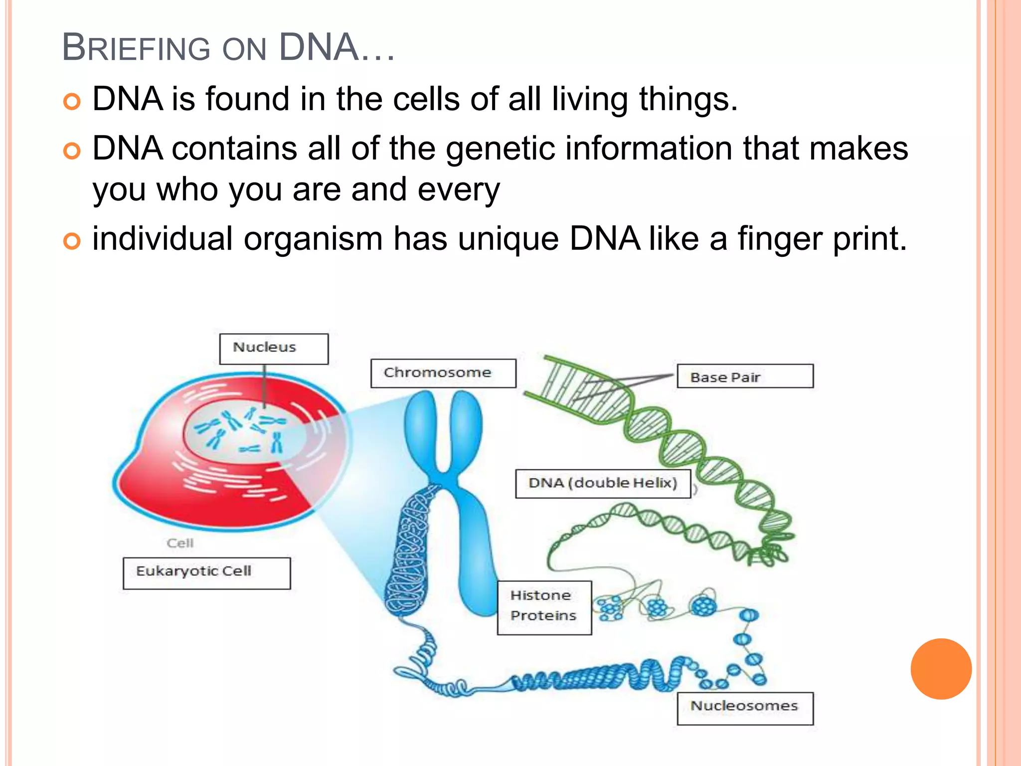 DNA strcture and function | PPTX