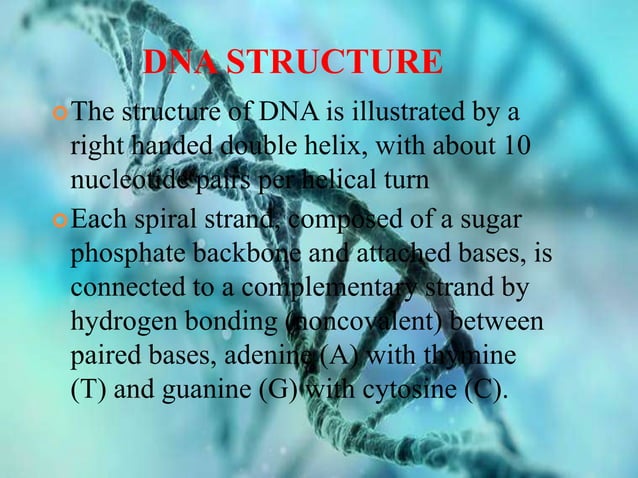 DNA strcture and function | PPTX