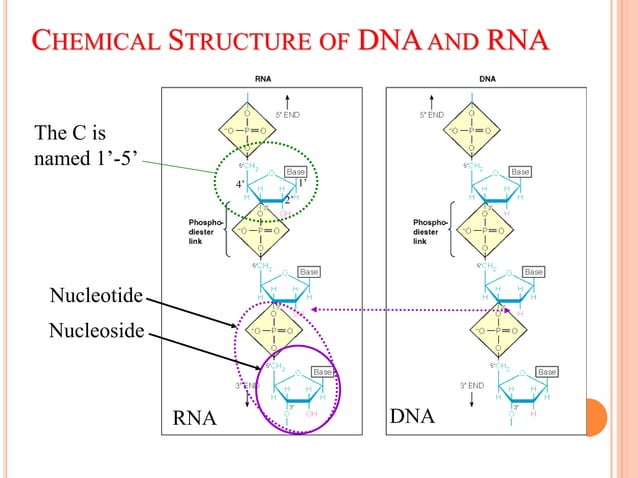 DNA strcture and function | PPTX