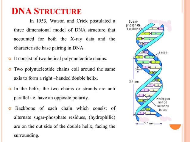 DNA strcture and function | PPTX