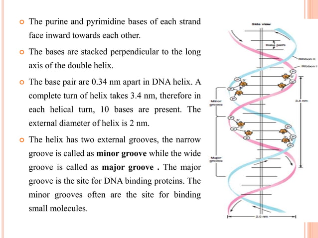 DNA strcture and function | PPTX
