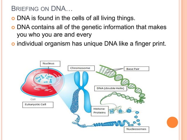DNA strcture and function | PPTX