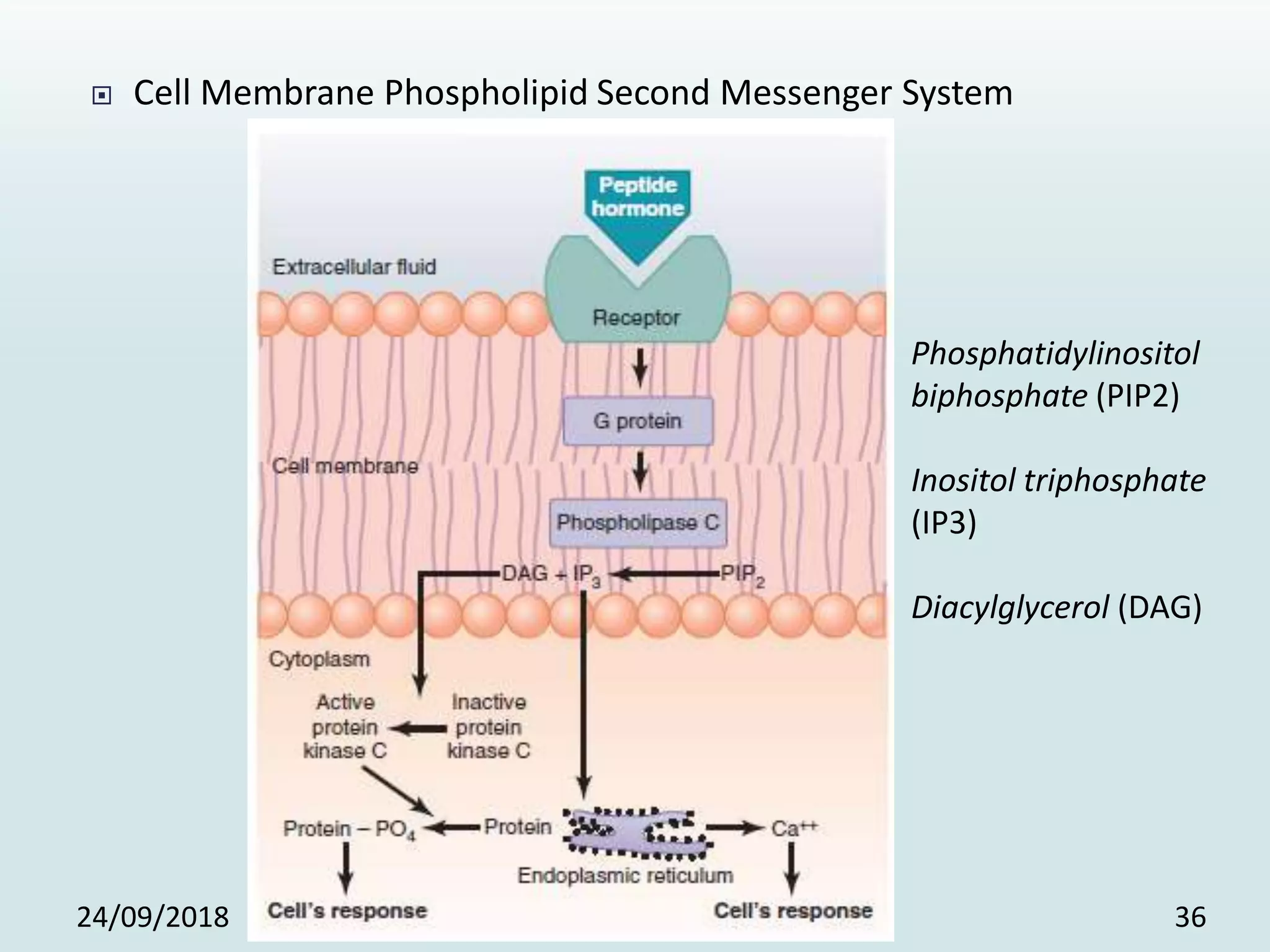 Hormones in Orthodontics | PPTX