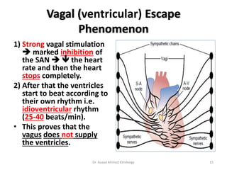 2. cardiac cycle and heart rate (dental) | PPTX