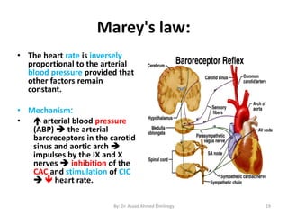 2. cardiac cycle and heart rate (dental) | PPTX