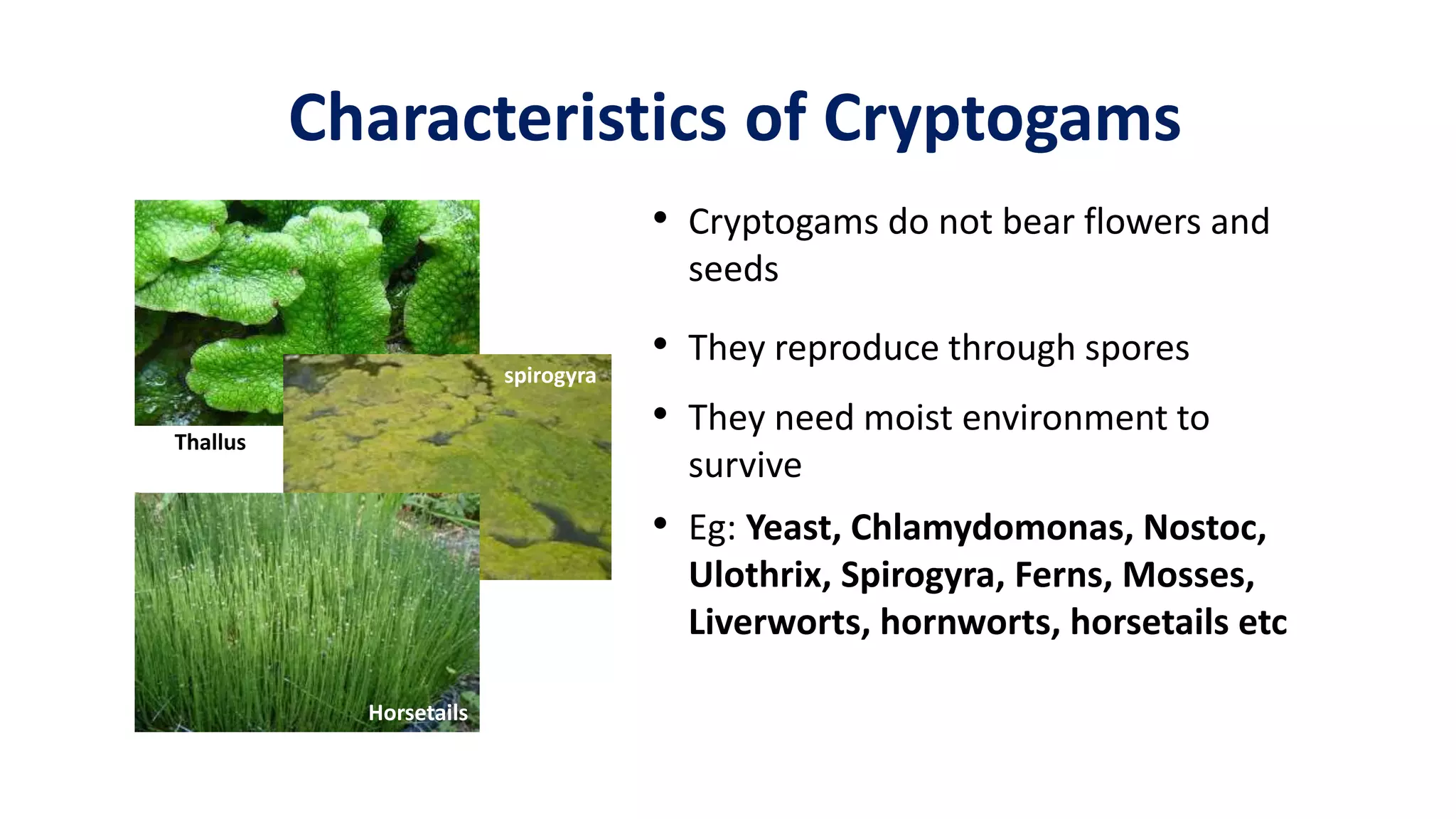 Introduction to Cryptogamic Botany | PPTX