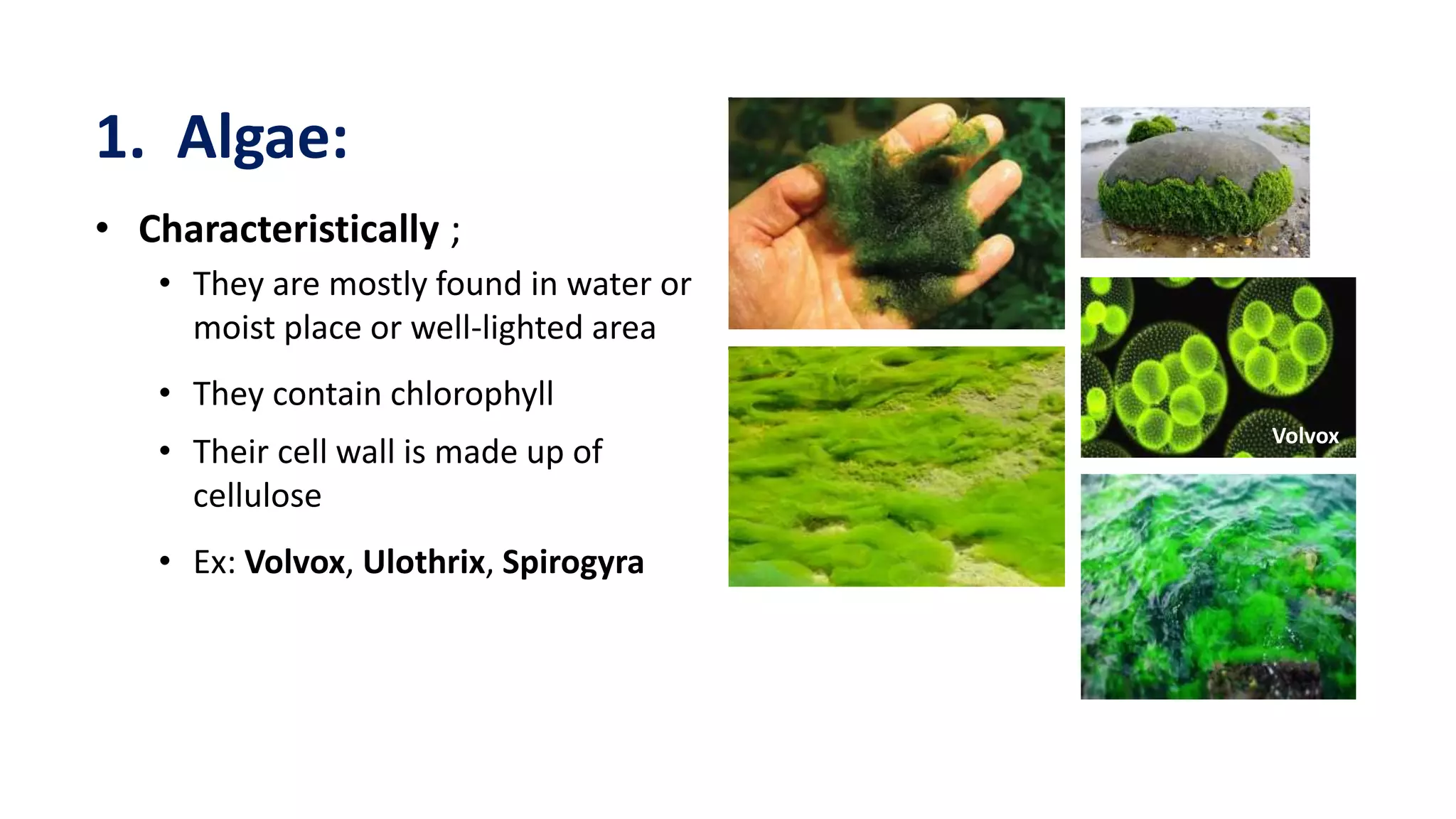 Introduction to Cryptogamic Botany | PPTX