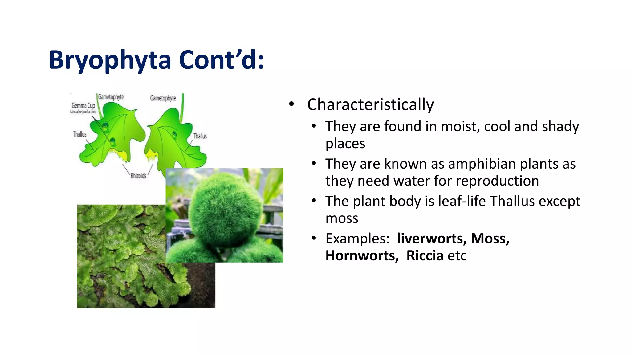 Introduction to Cryptogamic Botany | PPTX