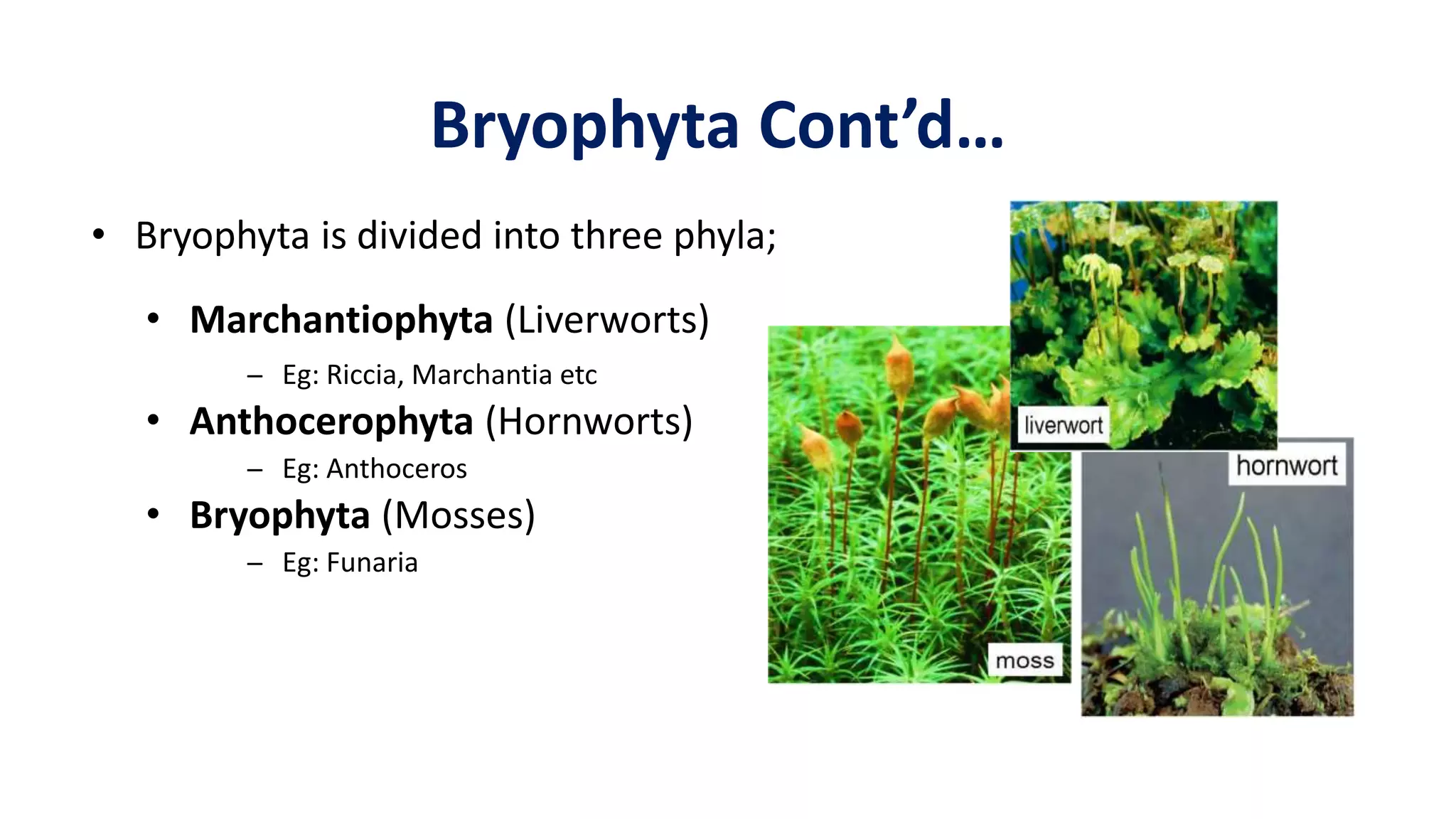 Introduction to Cryptogamic Botany | PPTX