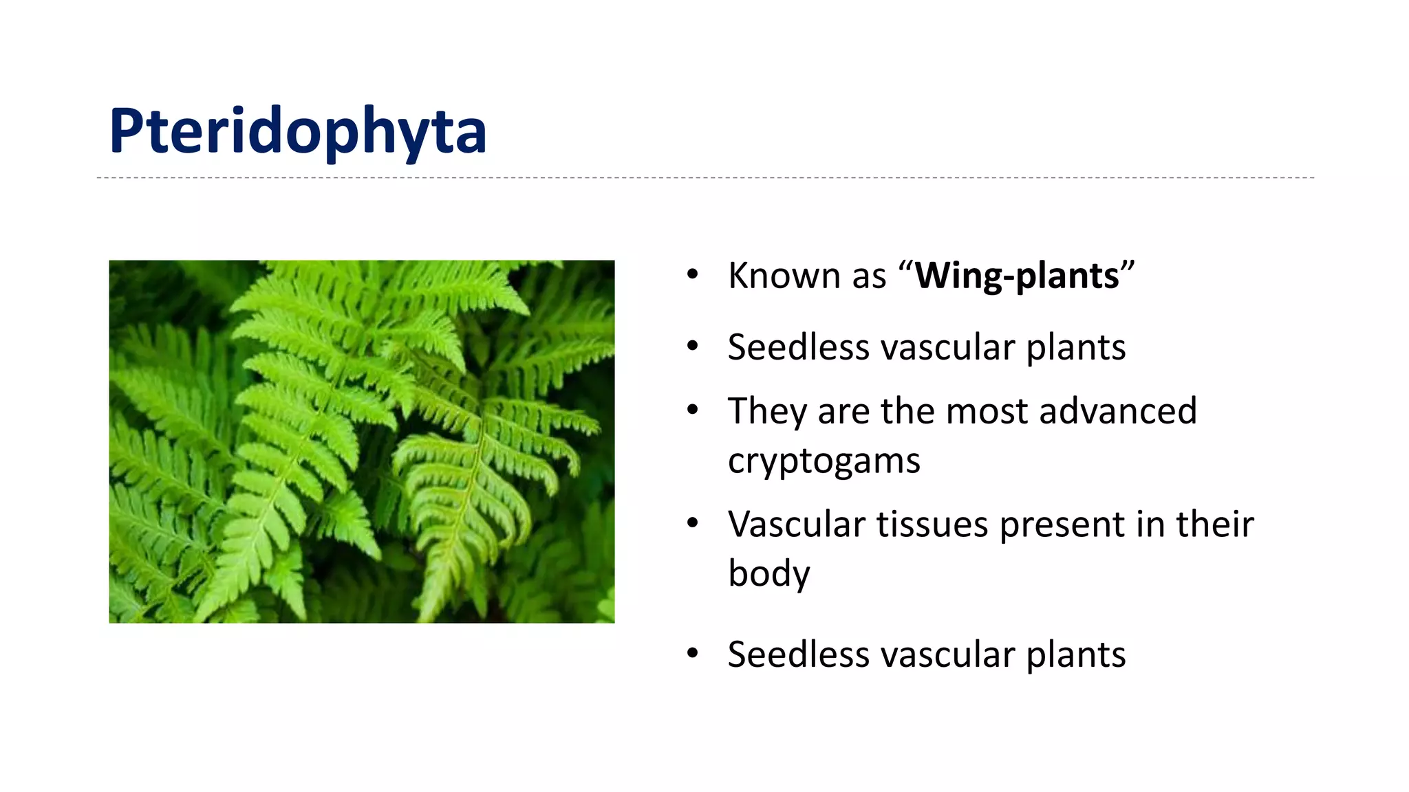 Introduction to Cryptogamic Botany | PPTX