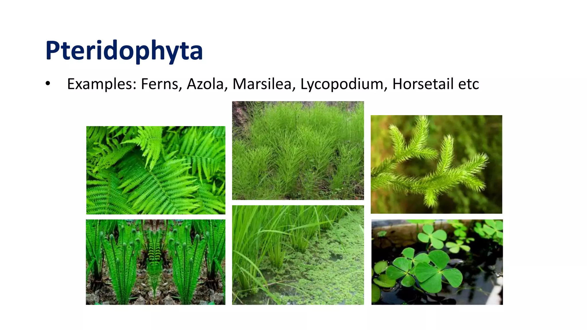Introduction to Cryptogamic Botany | PPTX