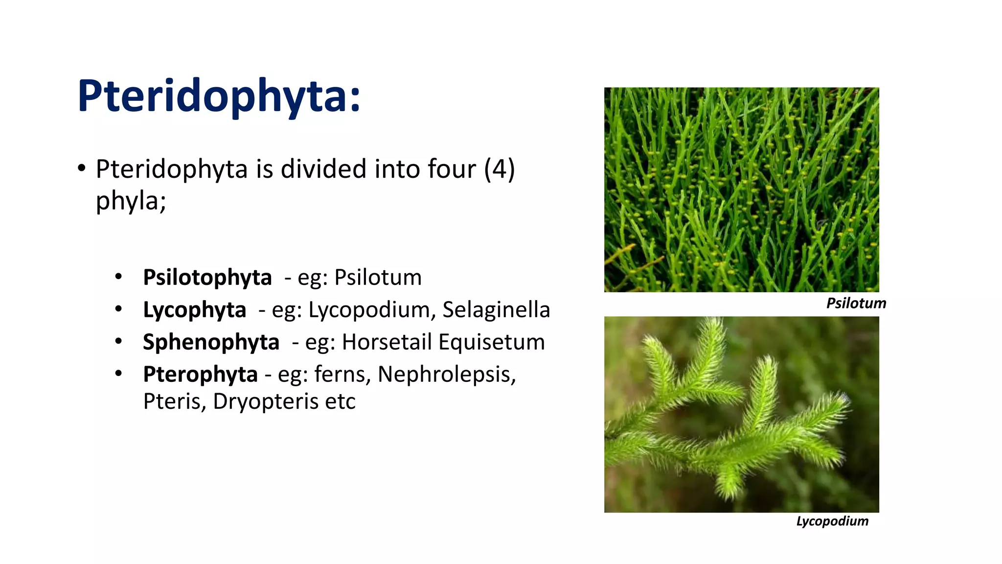 Introduction to Cryptogamic Botany | PPTX
