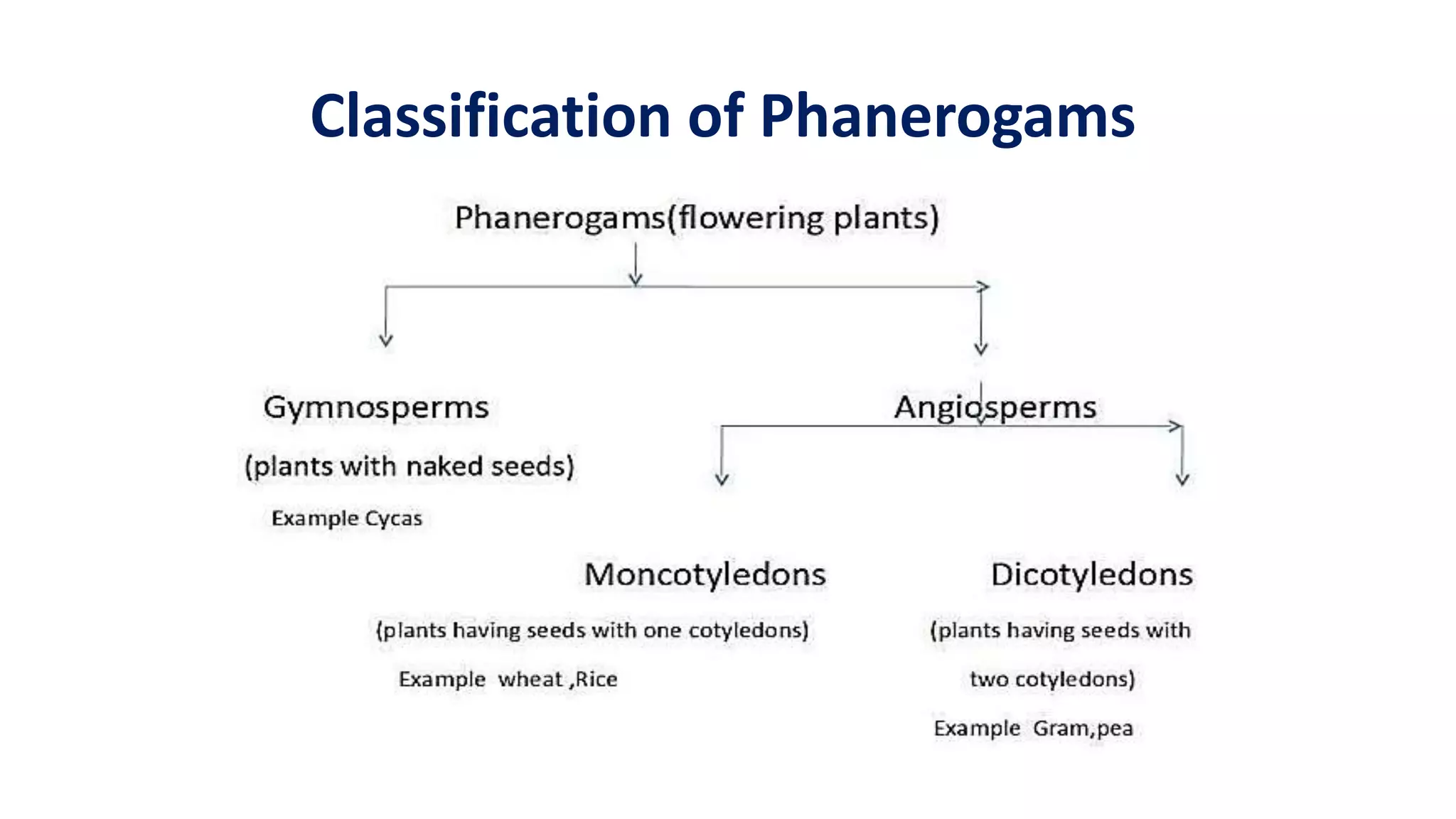Introduction to Cryptogamic Botany | PPTX