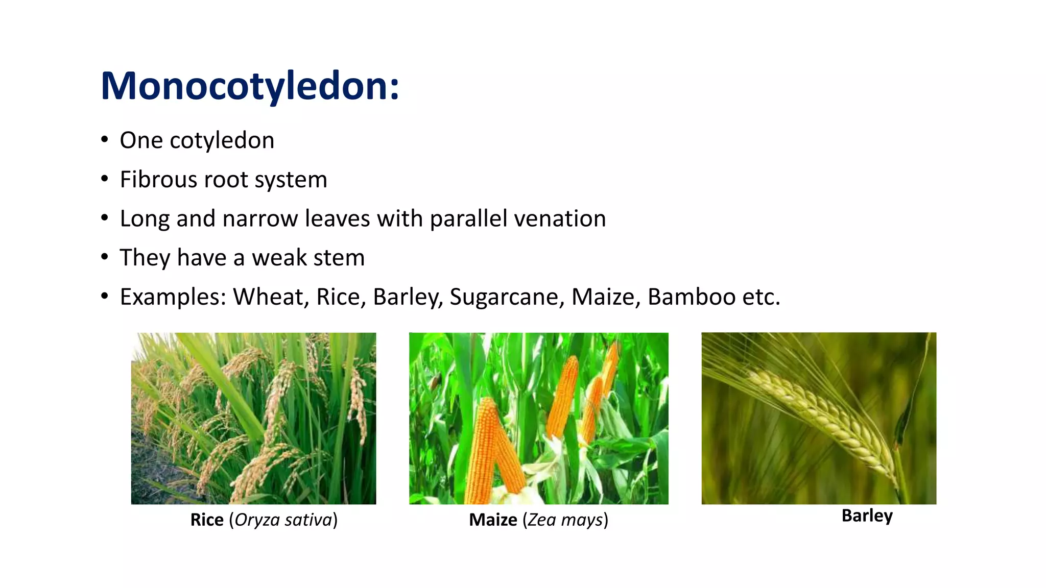 Introduction to Cryptogamic Botany | PPTX