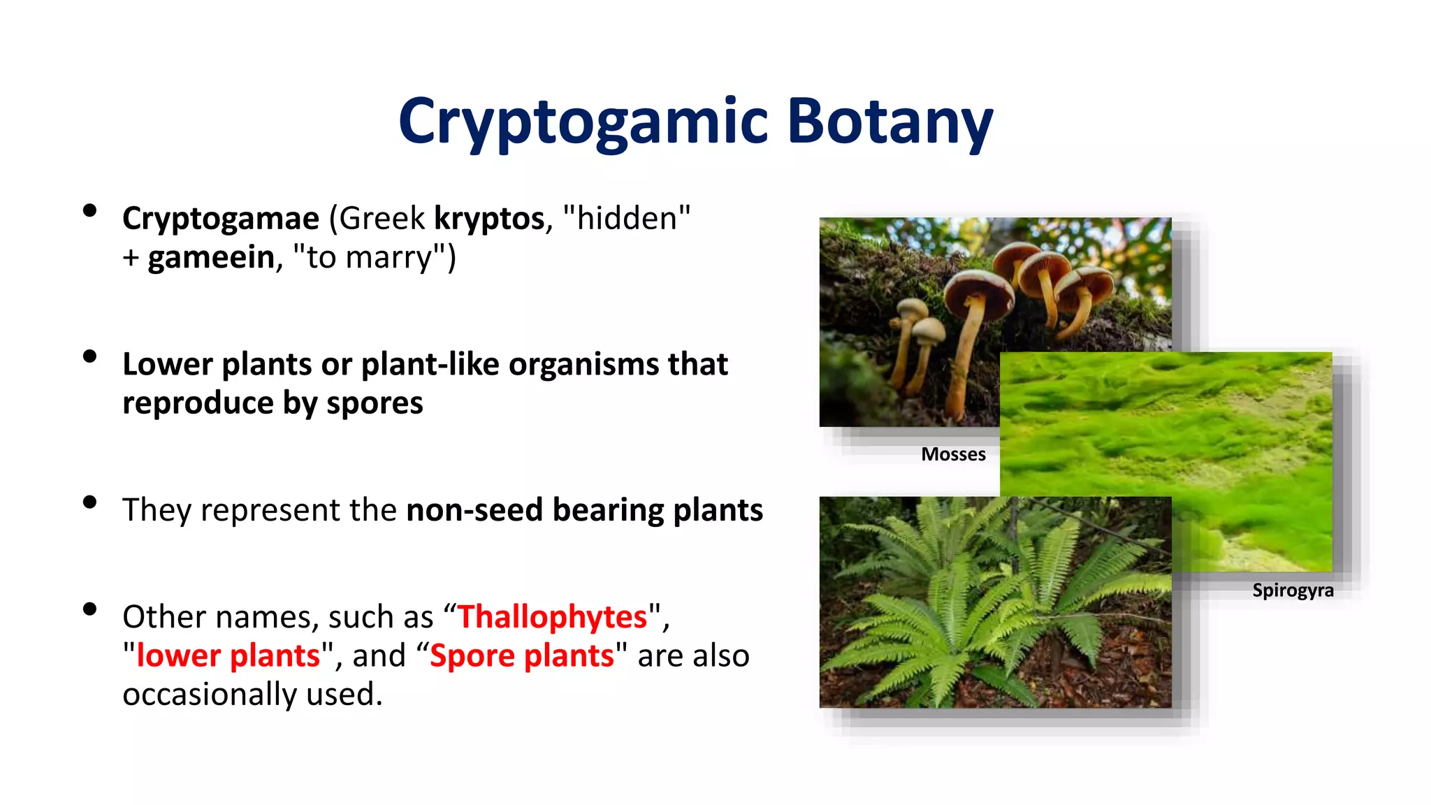 Introduction to Cryptogamic Botany | PPTX
