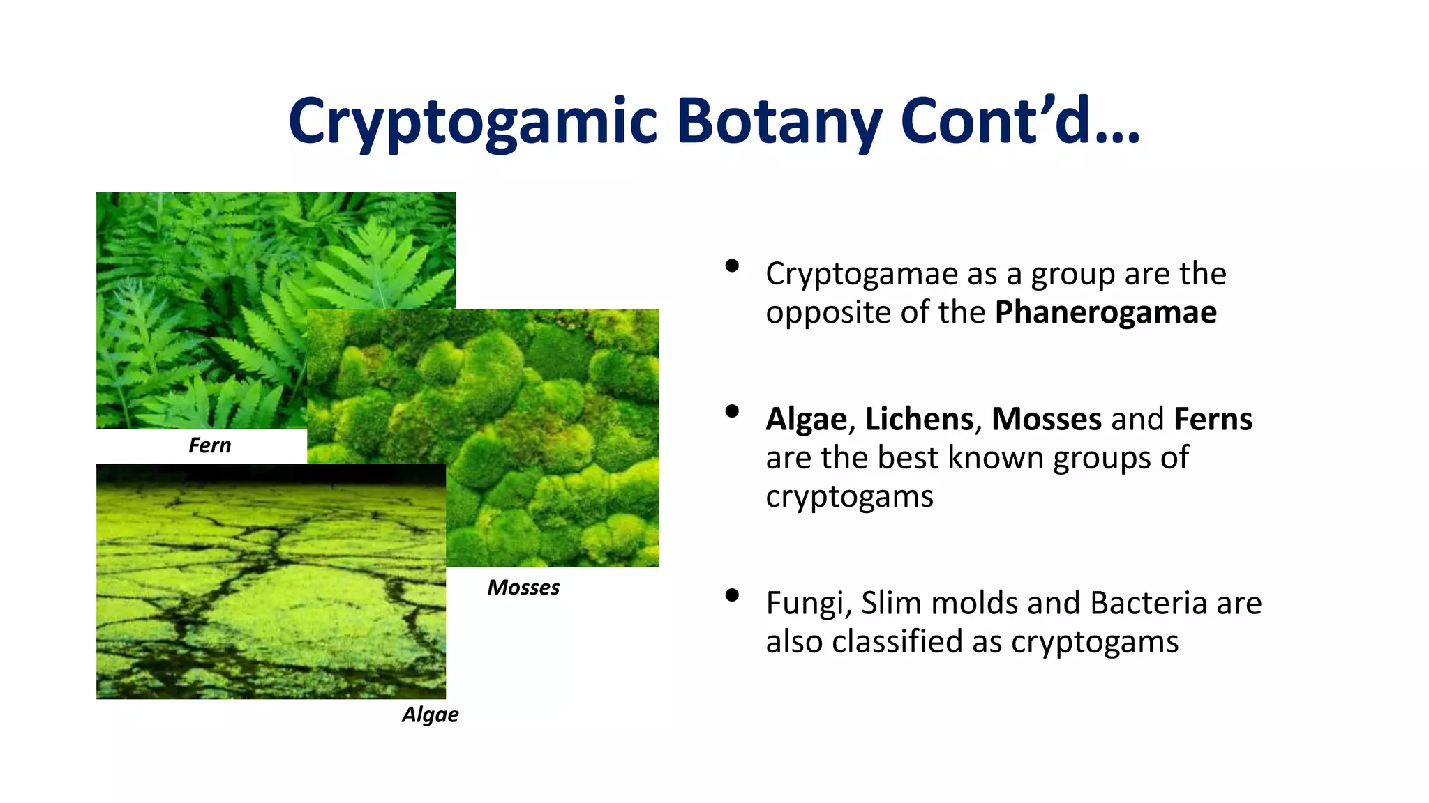 Introduction to Cryptogamic Botany | PPTX