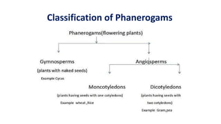Introduction to Cryptogamic Botany | PPTX