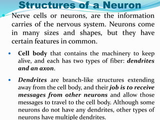 Neuron | PPT