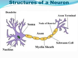 Neuron | PPT