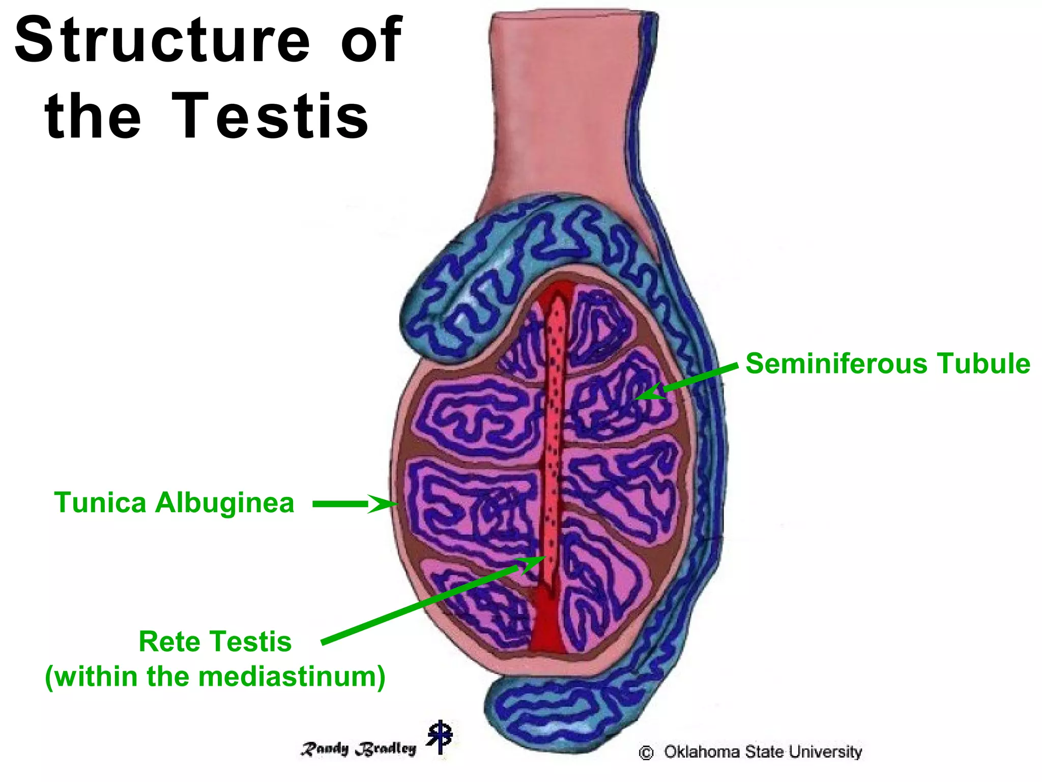 Male Reproductive Anatomy - Univ. of Winsconsin (Madison) | PPT