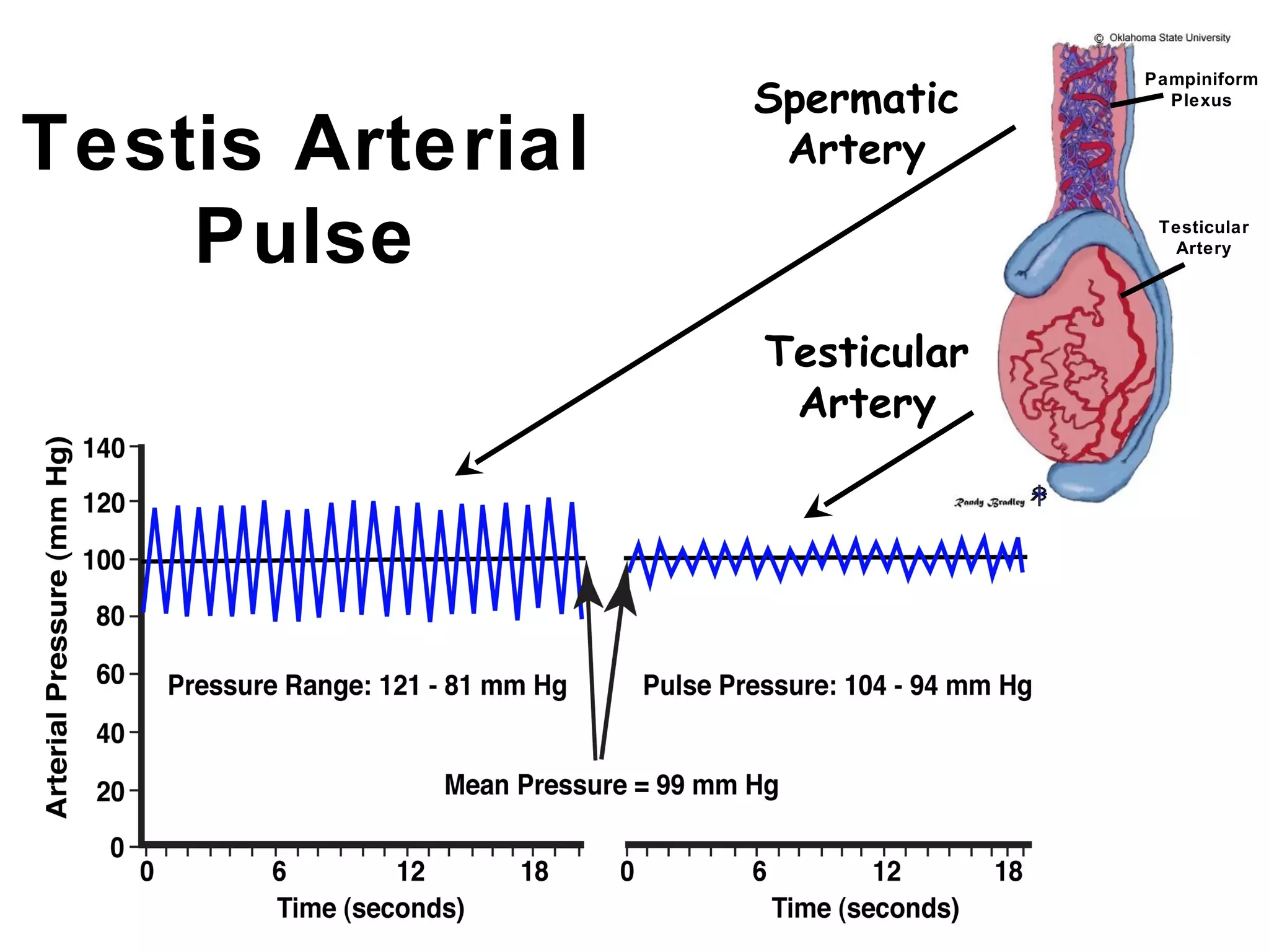 Male Reproductive Anatomy - Univ. of Winsconsin (Madison) | PPT
