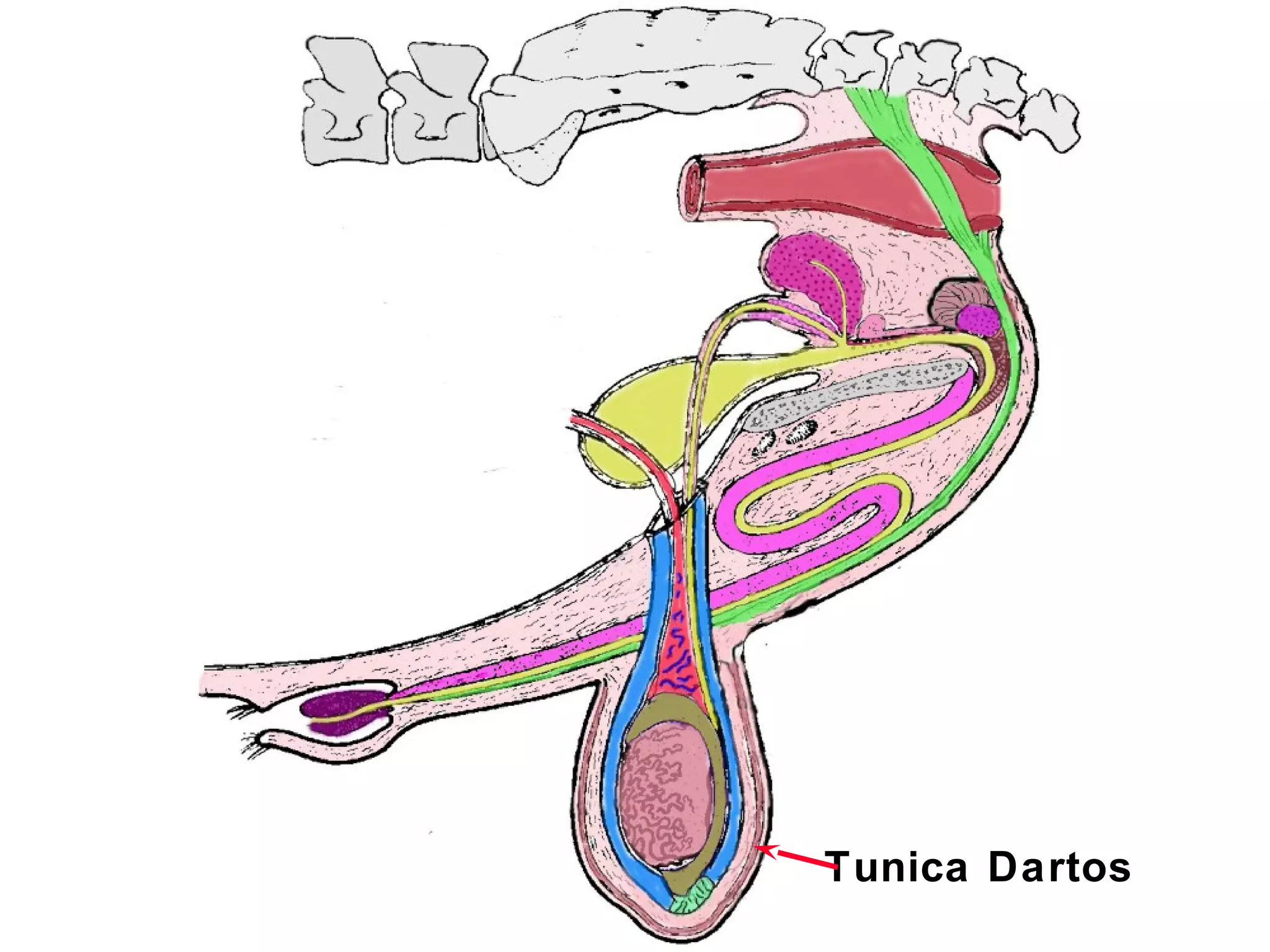 Male Reproductive Anatomy - Univ. of Winsconsin (Madison) | PPT