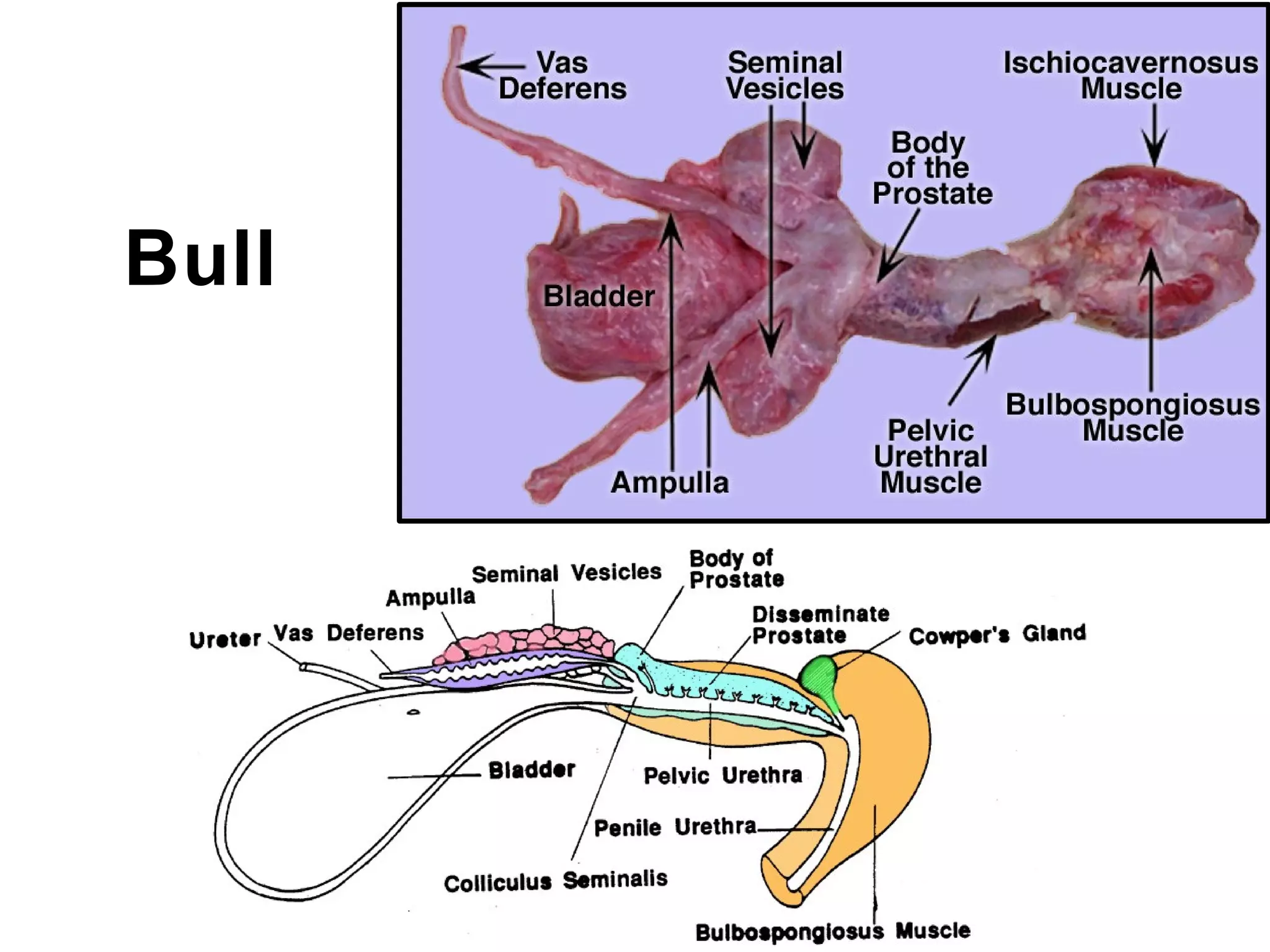 Male Reproductive Anatomy - Univ. of Winsconsin (Madison) | PPT