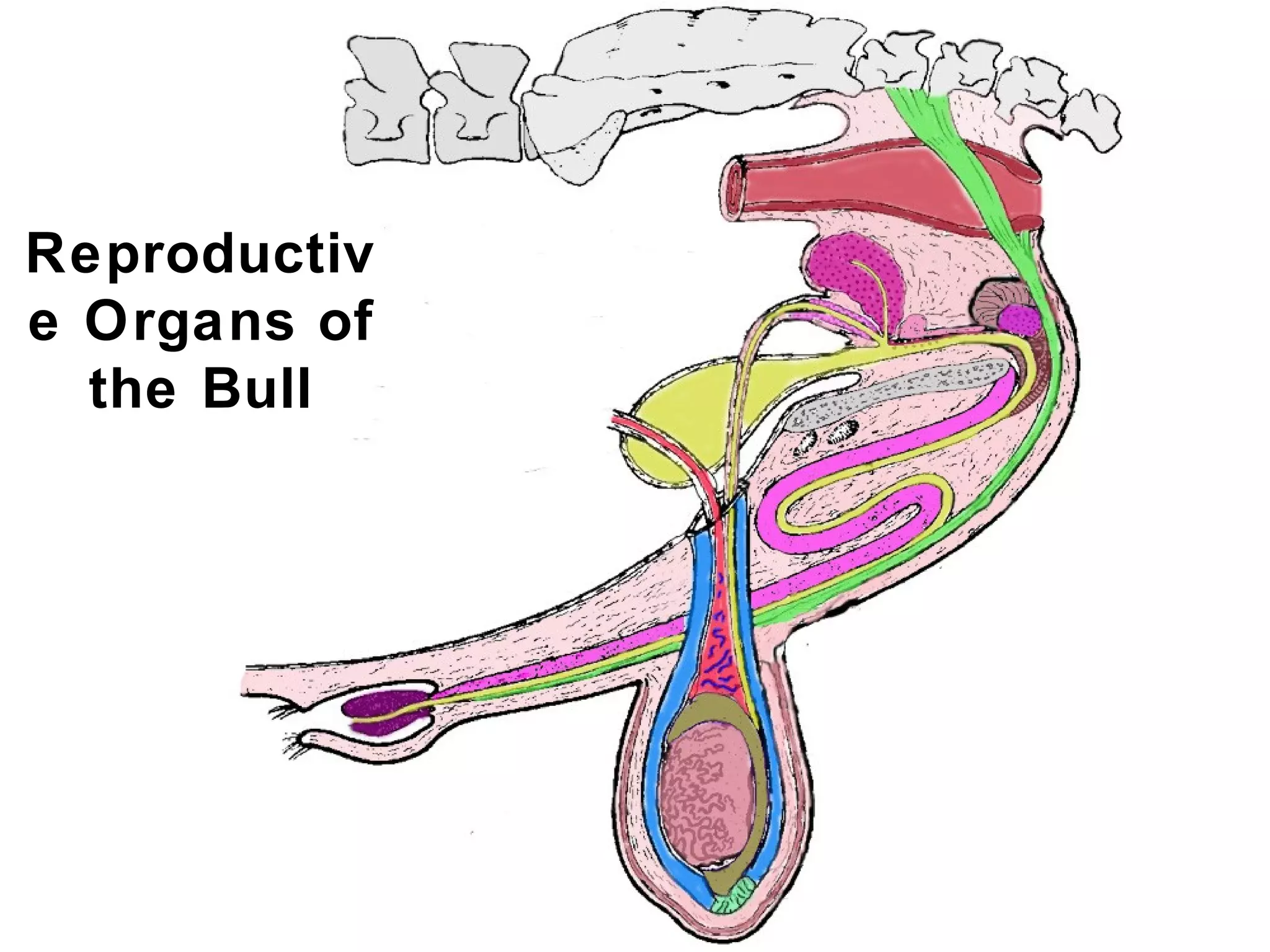 Male Reproductive Anatomy - Univ. of Winsconsin (Madison) | PPT