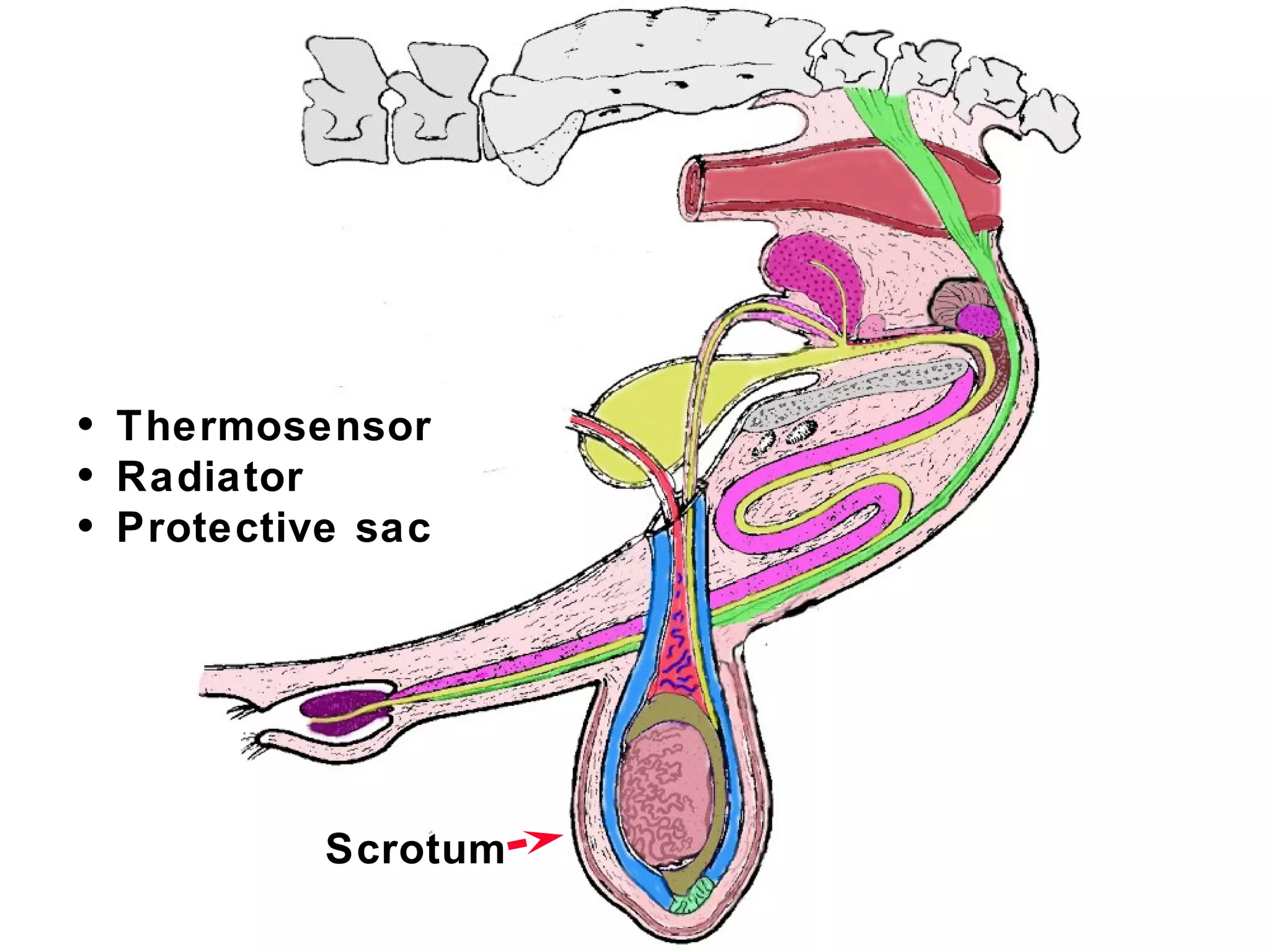 Male Reproductive Anatomy - Univ. of Winsconsin (Madison) | PPT