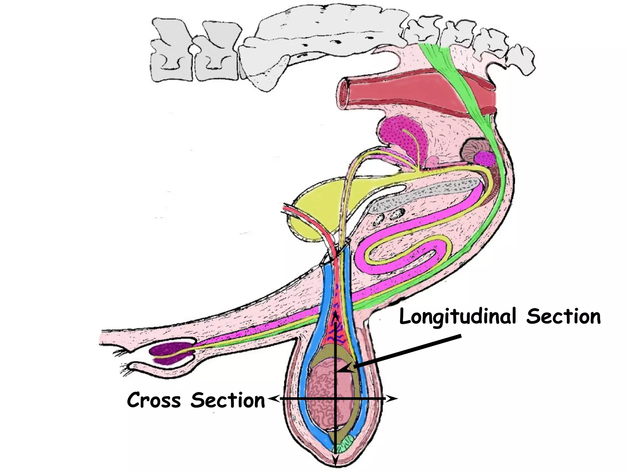 Male Reproductive Anatomy - Univ. of Winsconsin (Madison) | PPT