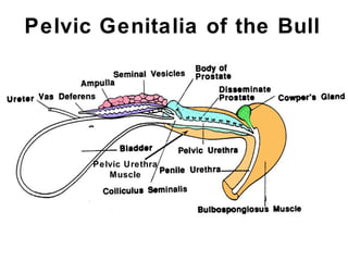 Male Reproductive Anatomy - Univ. of Winsconsin (Madison) | PPT