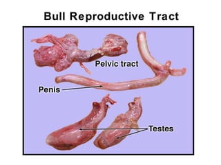 Male Reproductive Anatomy - Univ. of Winsconsin (Madison) | PPT