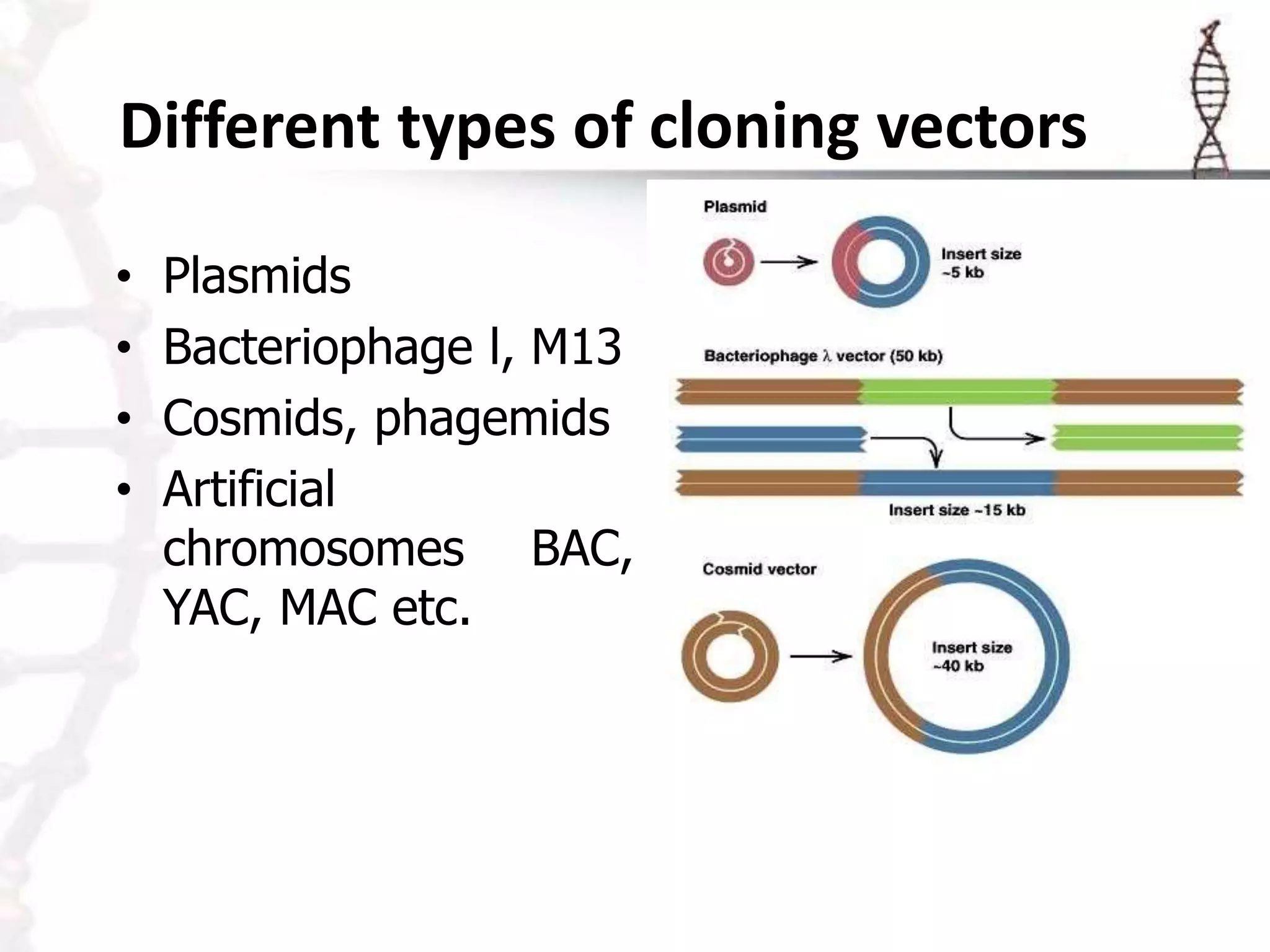 Introduction to DNA Cloning | PPTX